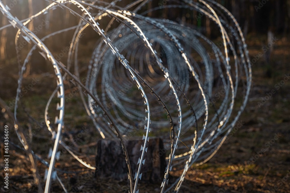 .Border wire fence trough pine forest. protecting the state's border ...