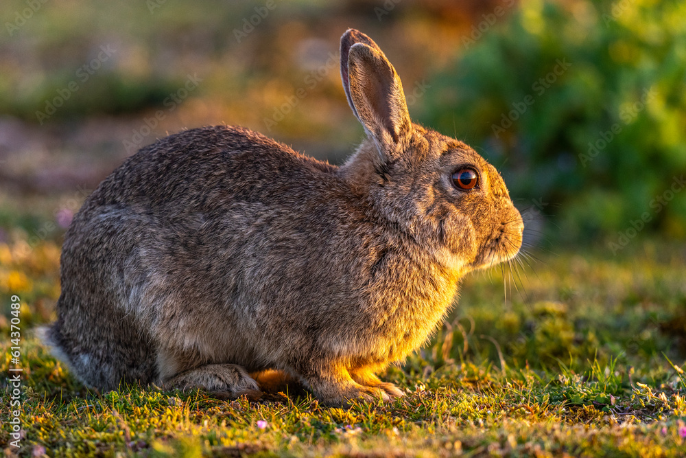 Lapin de garenne ou Lapin commun (Oryctolagus cuniculus) Stock Photo ...