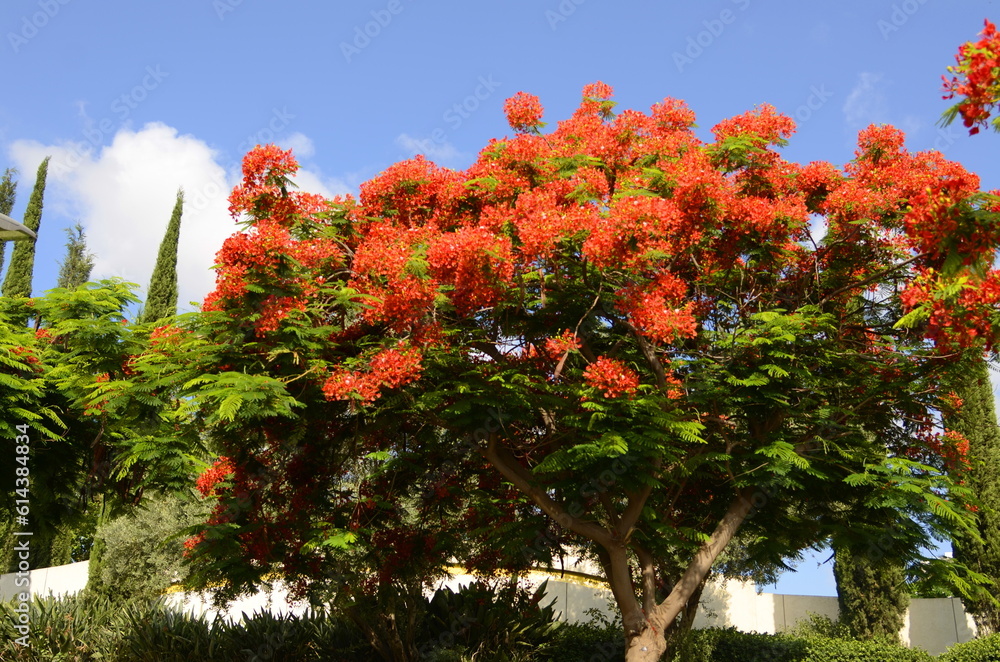 Royal poinciana, (Delonix regia), also called flamboyant tree or ...