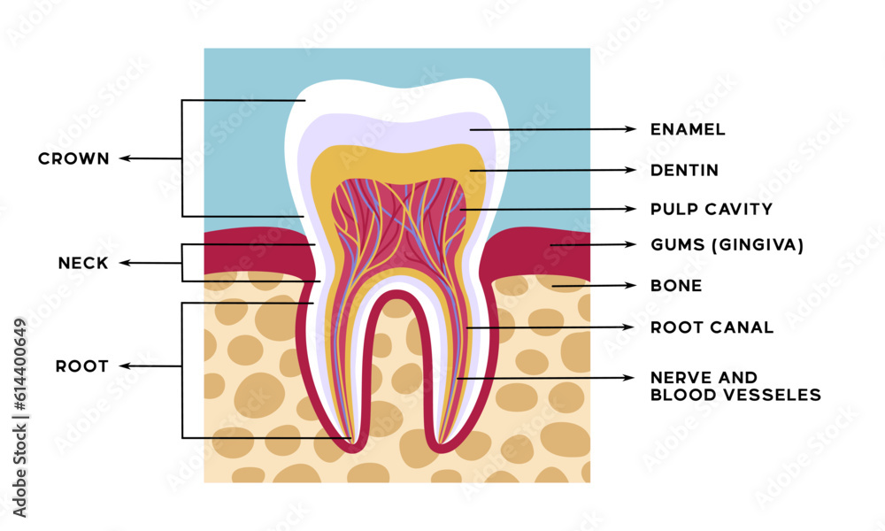 Illustration of tooth anatomy along with an explanation of the name of ...