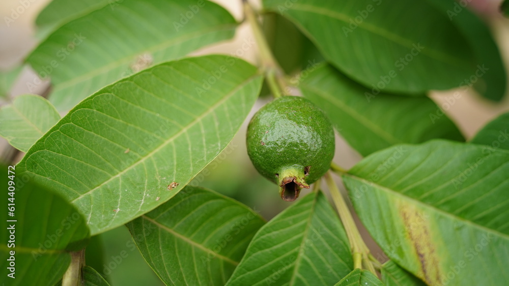 Guava fruit on the tree, Psidium guajava Linn. Green guava fruit ...