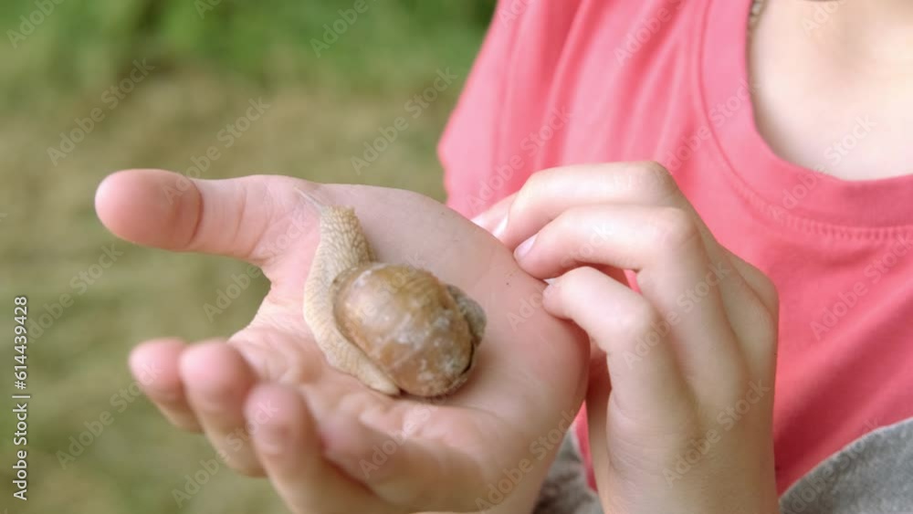 beautiful grape snail sitting on child's hand, terrestrial gastropod ...