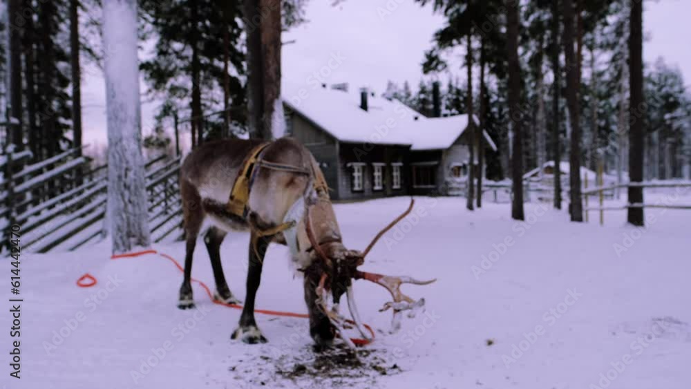 male beautiful domesticated finnish tundra deer, Rangifer tarandus with ...