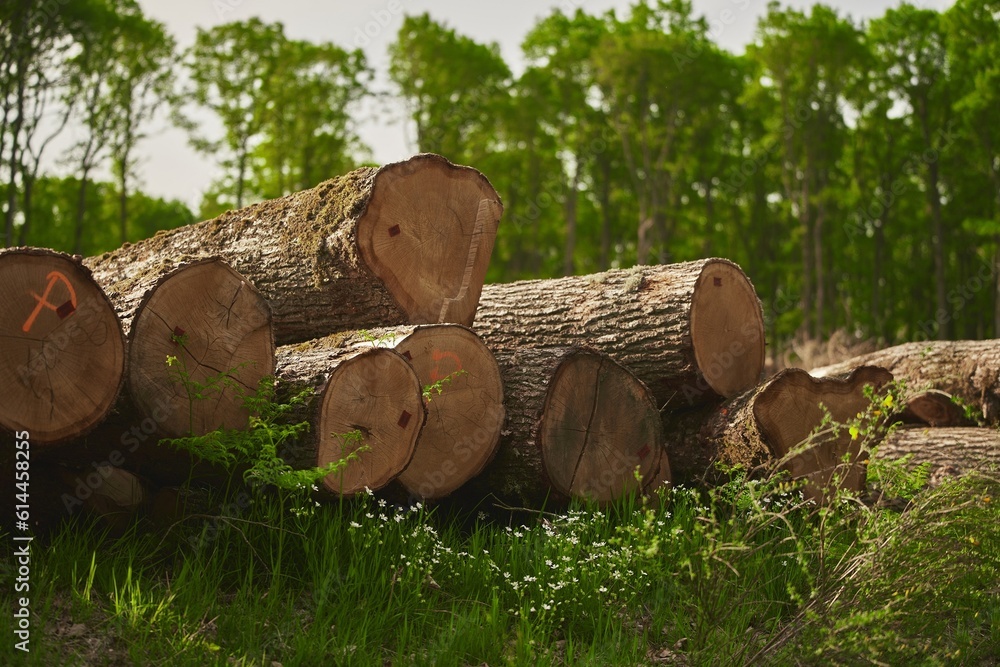 Deforestation. Stumps show that overexploitation leads to deforestation ...