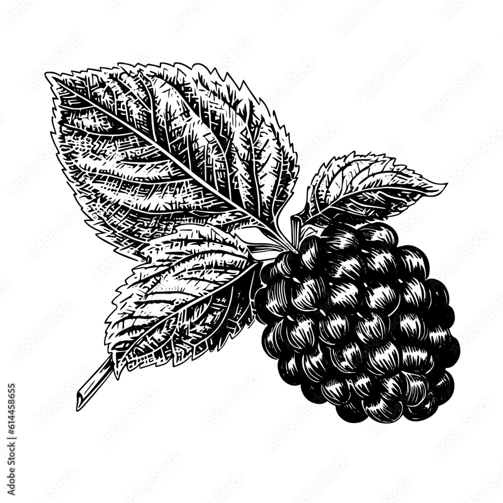 boysenberry vector drawing. Isolated hand drawn object, engraved style ...