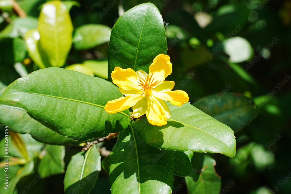 Ochna integerrima, commonly known as the Vietnamese Mickey Mouse plant ...