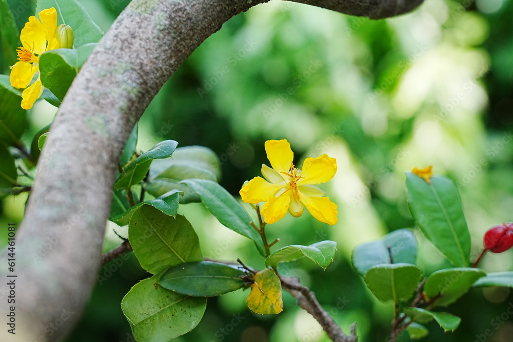 Ochna integerrima, commonly known as the Vietnamese Mickey Mouse plant ...