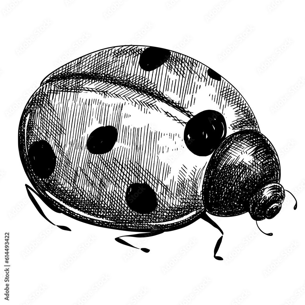 Sketch ladybug on white background, vintage animal illustration. Stock ...