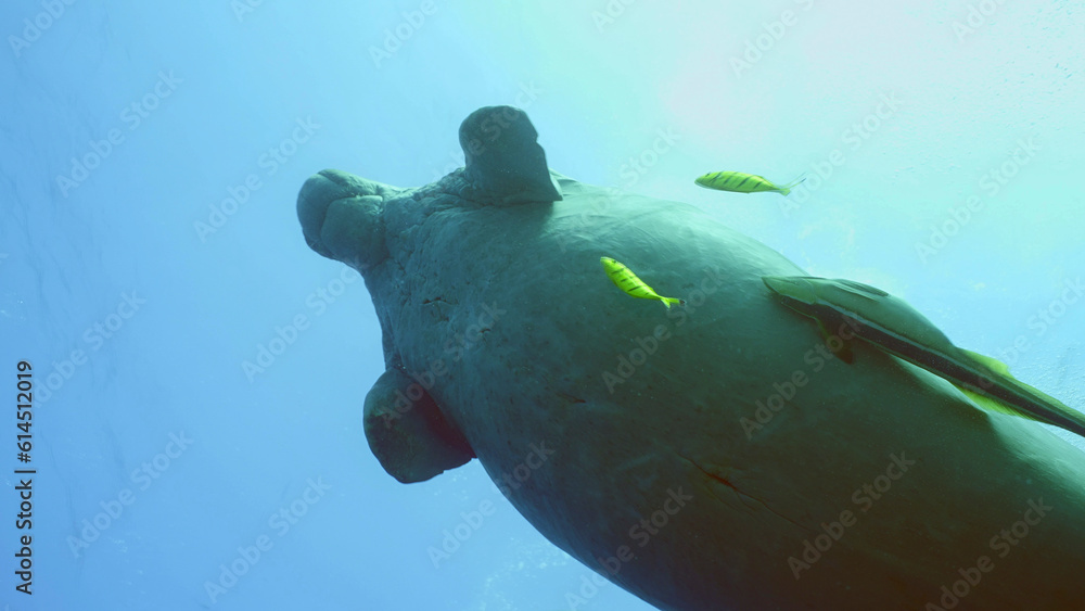 Sea Cow or Dugong (Dugong dugon) with Remorafish on its belly swims up ...