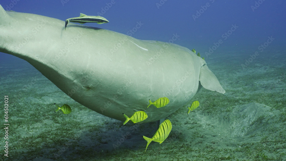 Dugong floats away. Sea Cow or Dugong (Dugong dugon) with Remorafish on ...