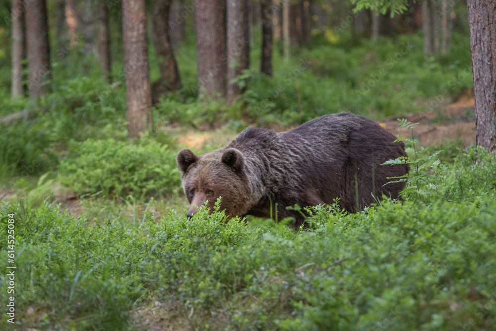 A lone wild brown bear also known as a grizzly bear (Ursus arctos) in ...