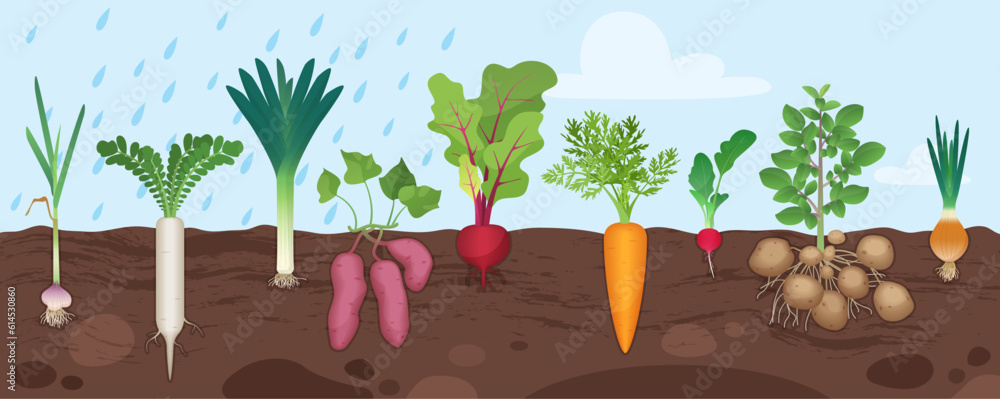 Root vegetables grow in garden soil, infographic underground diagram ...