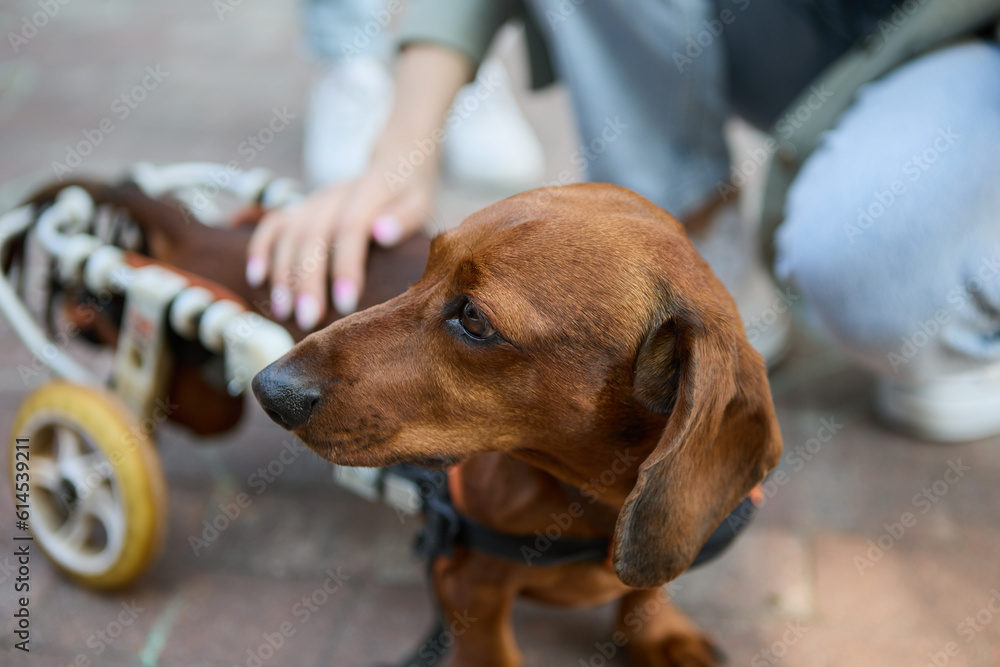 Pet owner giving a stroke to a paralyzed dachshund on a wheel chair ...