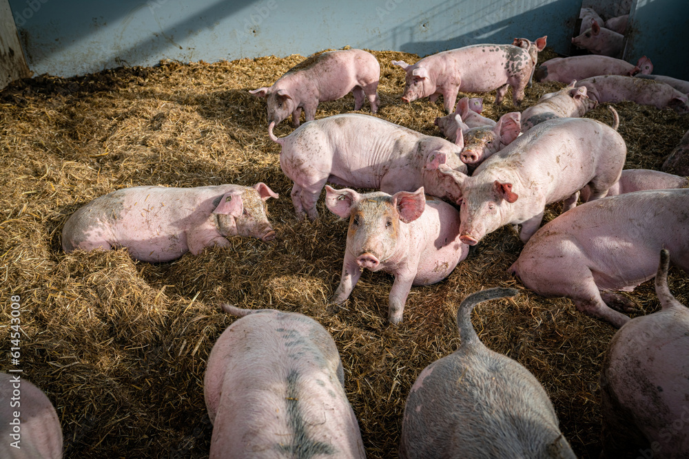 Mastschweine in einen Schweinestall der Haltungsstufe 4, liegend und ...