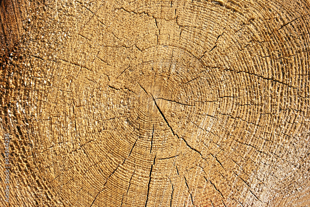 Cross section of the tree. Wood circle texture slice background Stock ...