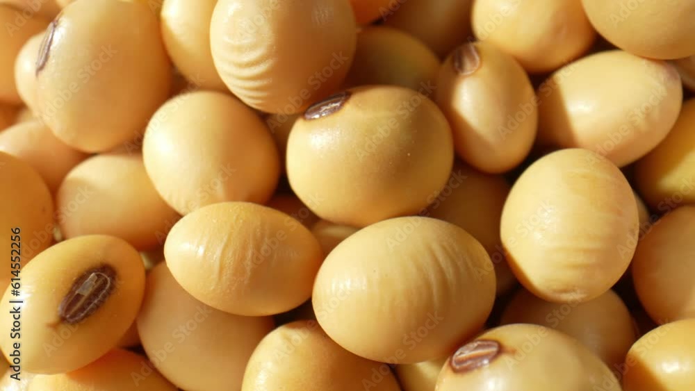 Soybeans with a probe lens in macro video format provides a unique ...