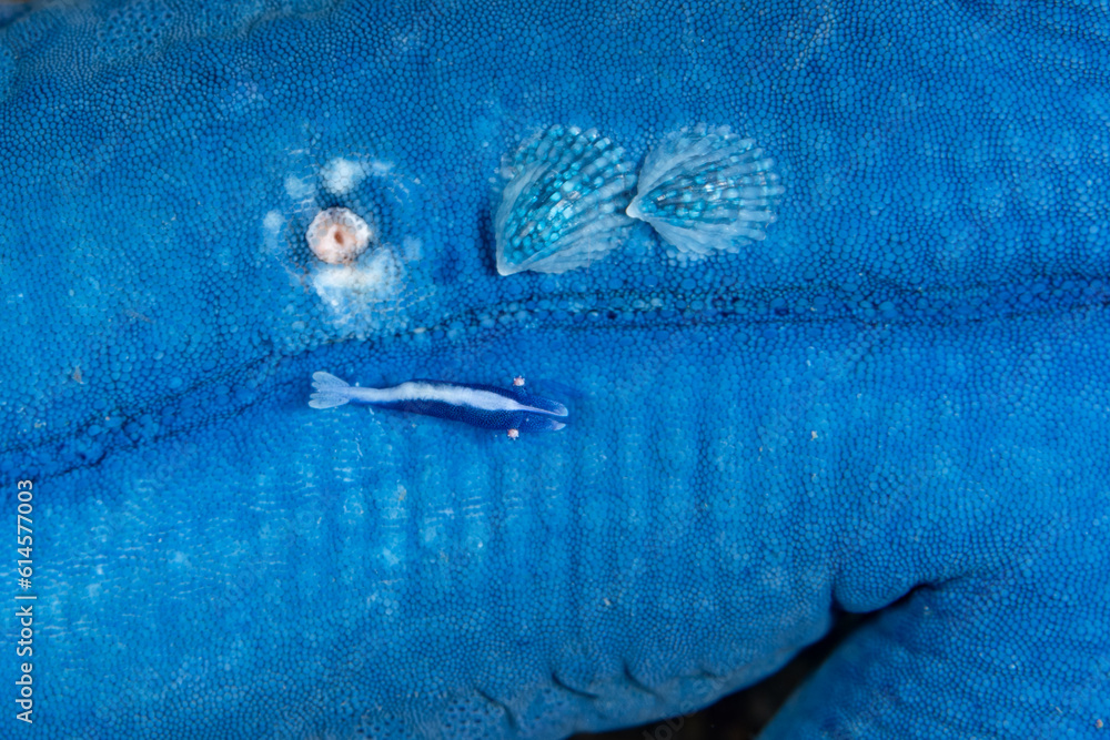 Parasitic snails, Thyca cristallina, feed on a blue sea star on a reef ...