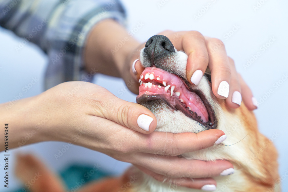 Hands hold the mouth of a dog, a doctor at a veterinary clinic examines ...