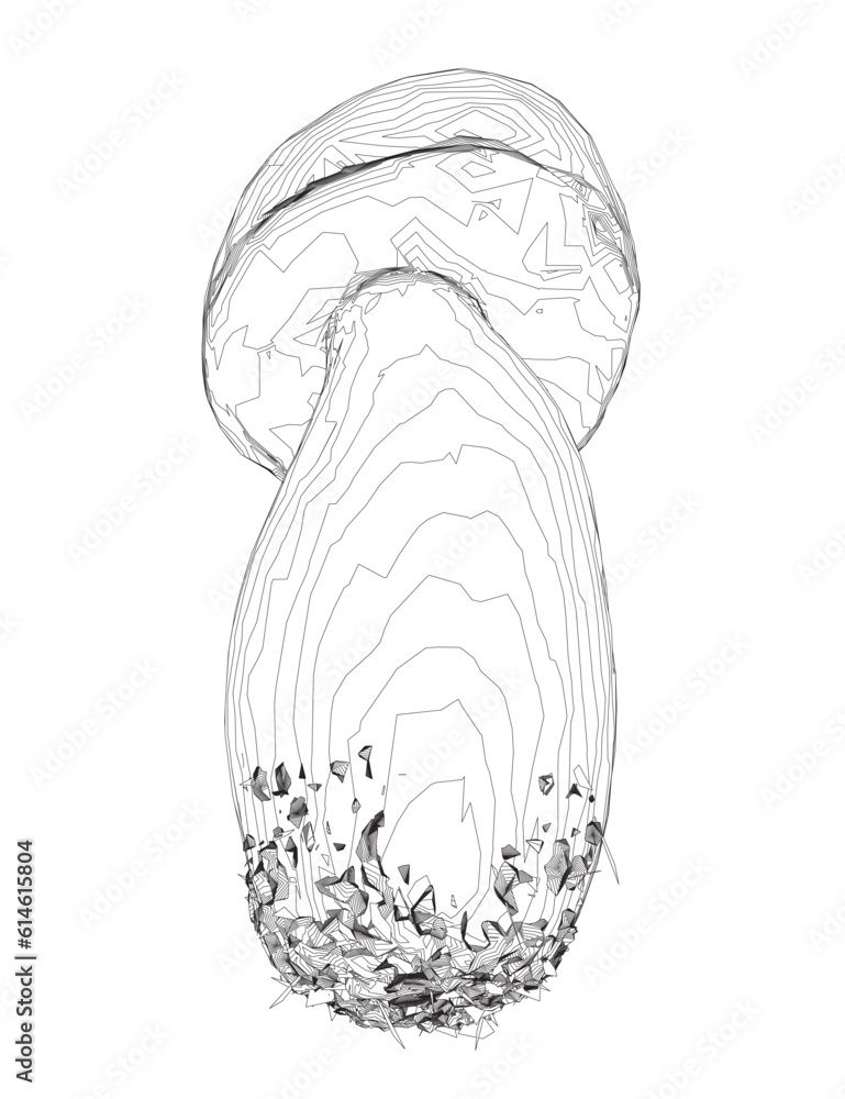 Outline champignon mushrooms Vector illustration drawn, toadstool, fly ...