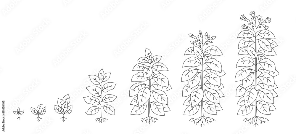 Tobacco plant growing cycle. Growing stages. Harvest progression ...
