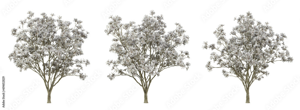 Magnolia stellata tree on transparent background, png trees, 3d render ...