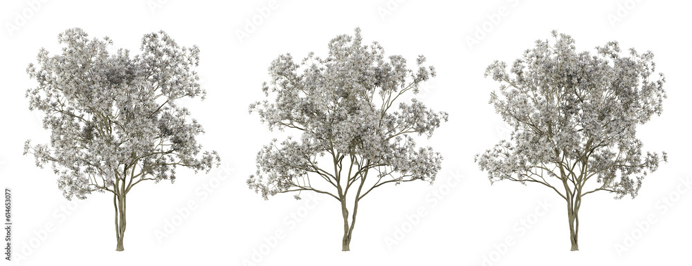 Magnolia stellata tree on transparent background, png trees, 3d render ...