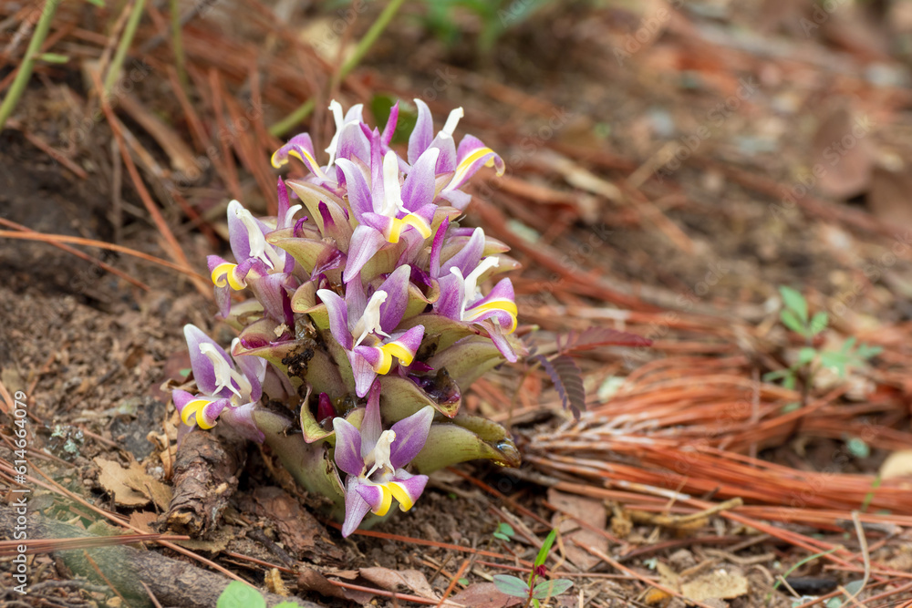 Suthep Siamese flowers are blooming from the ground in Doi Suthep-Pui ...
