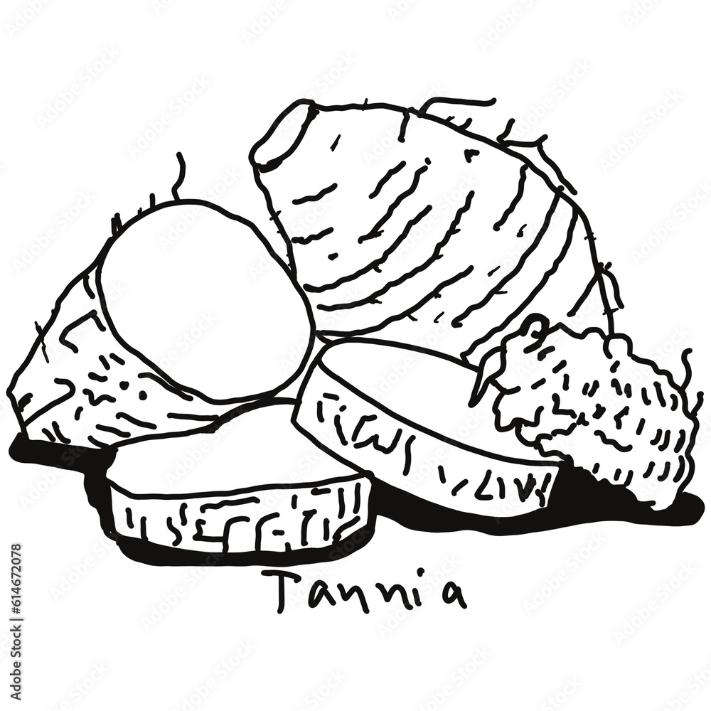 Tannia doodle drawing, line draw of fruit and food Stock Illustration ...