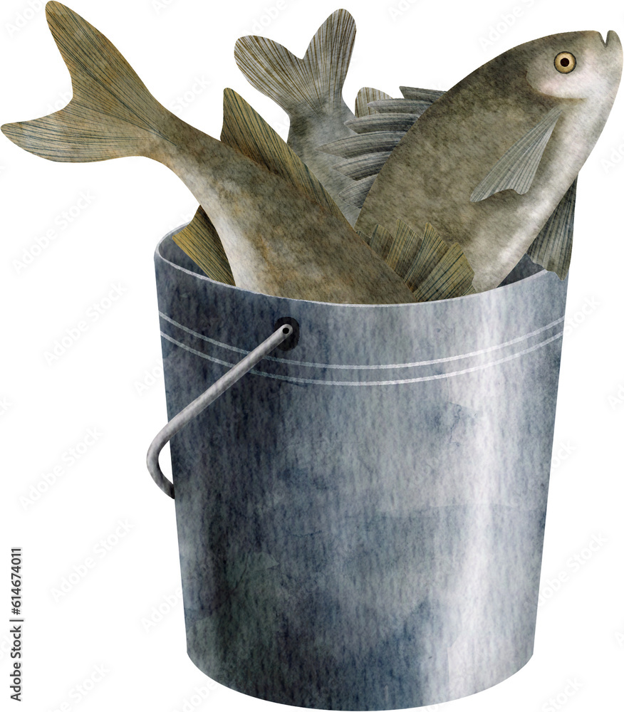 Watercolor fish catch in metal bucket illustration, Hand drawn perch ...