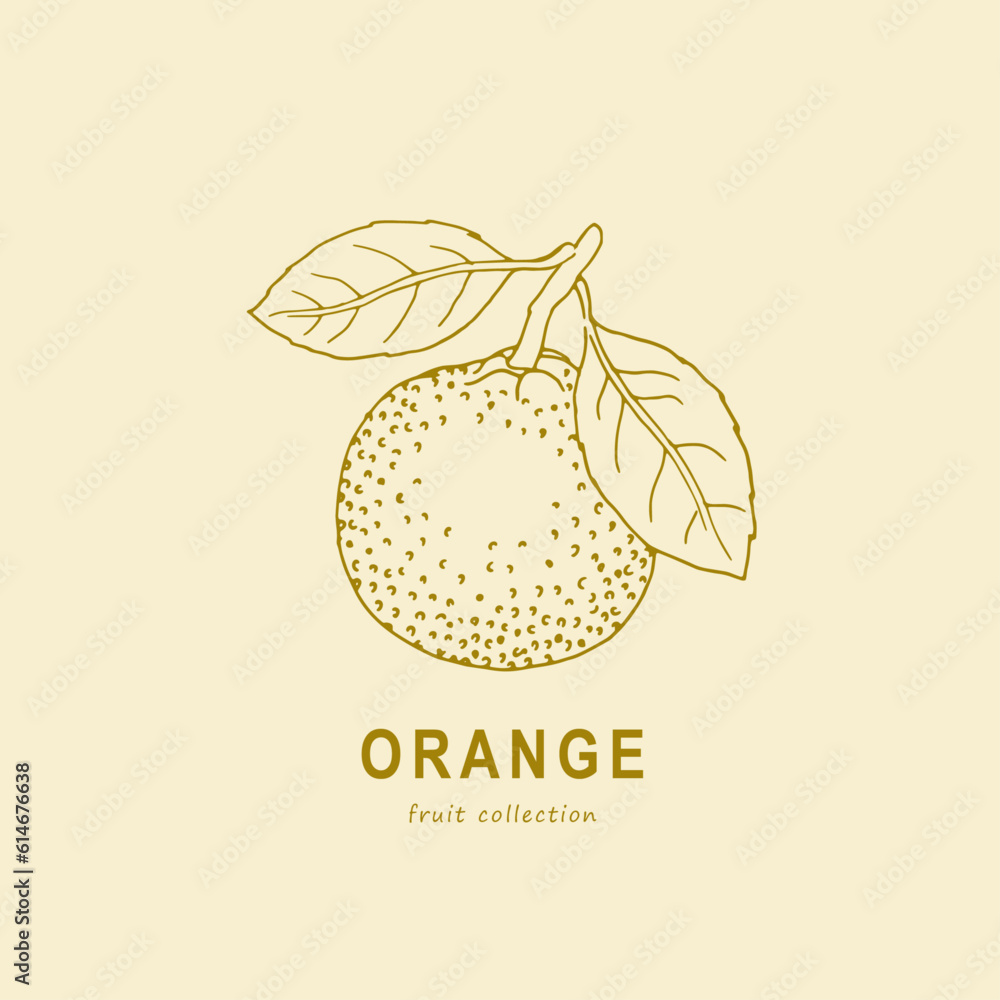 Orange, line art logo, fruit logo ,doodle, oranges illustration ...