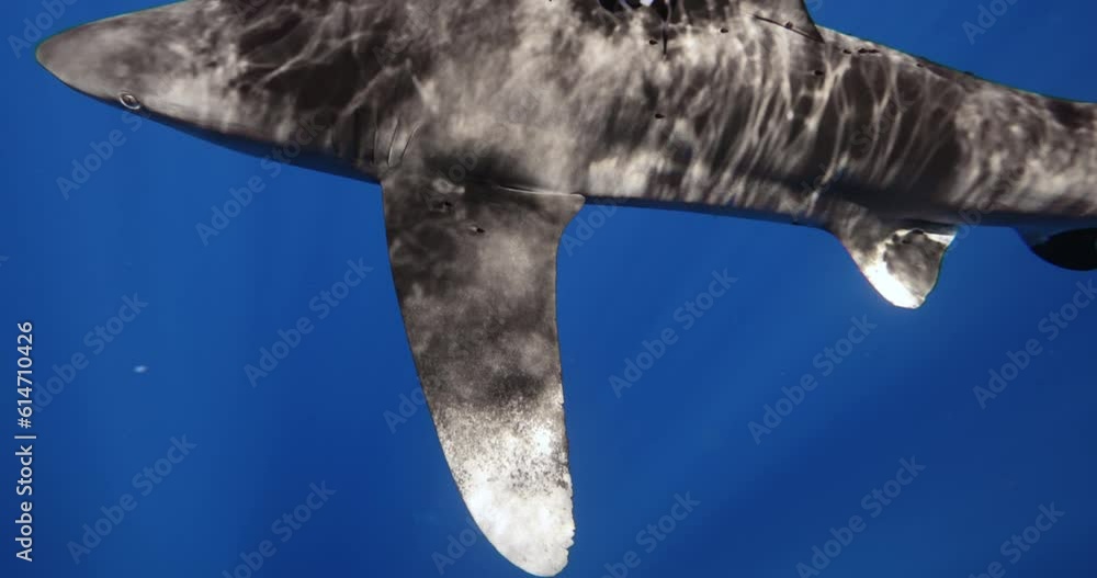Oceanic Whitetip Shark Carcharhinus longimanus swim under surface of ...