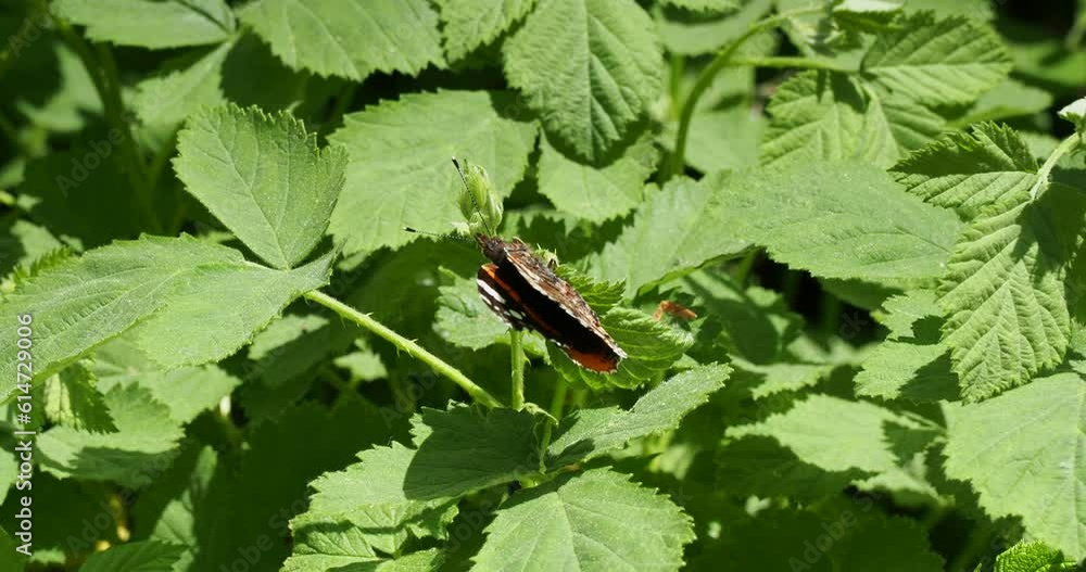 Papillon Le vulcain ou atalante (Vanessa atalanta) posé sur une feuille ...