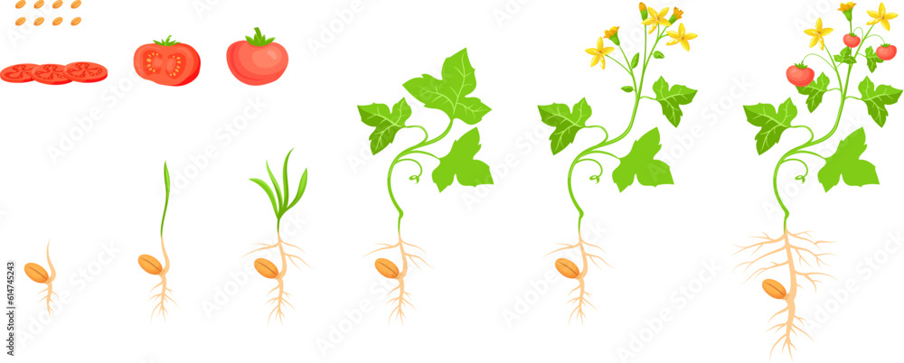 Tomato growth cycle. Tomatoes seedlings sequence, red fruit sliced ...