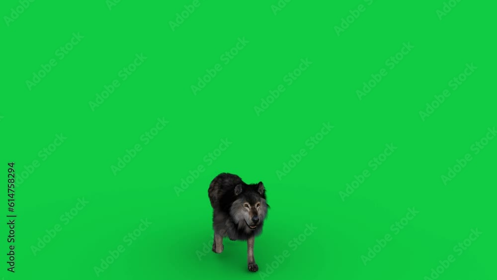 3D animation on green screen of a dire wolf standing up from sitting ...