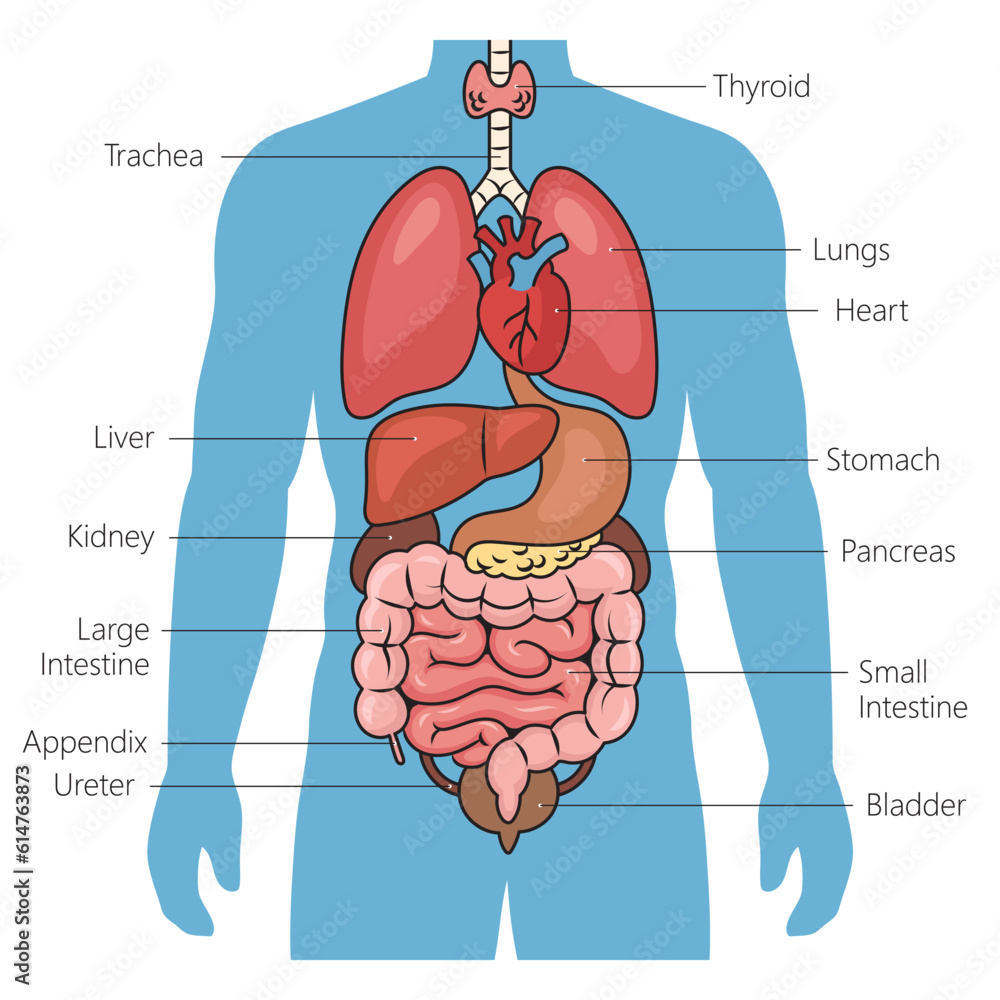 Poster Human internal organs diagram schematic vector illustration ...