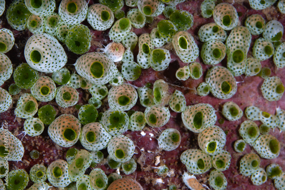Detail of small tunicates colonizing a coral reef in Komodo National ...