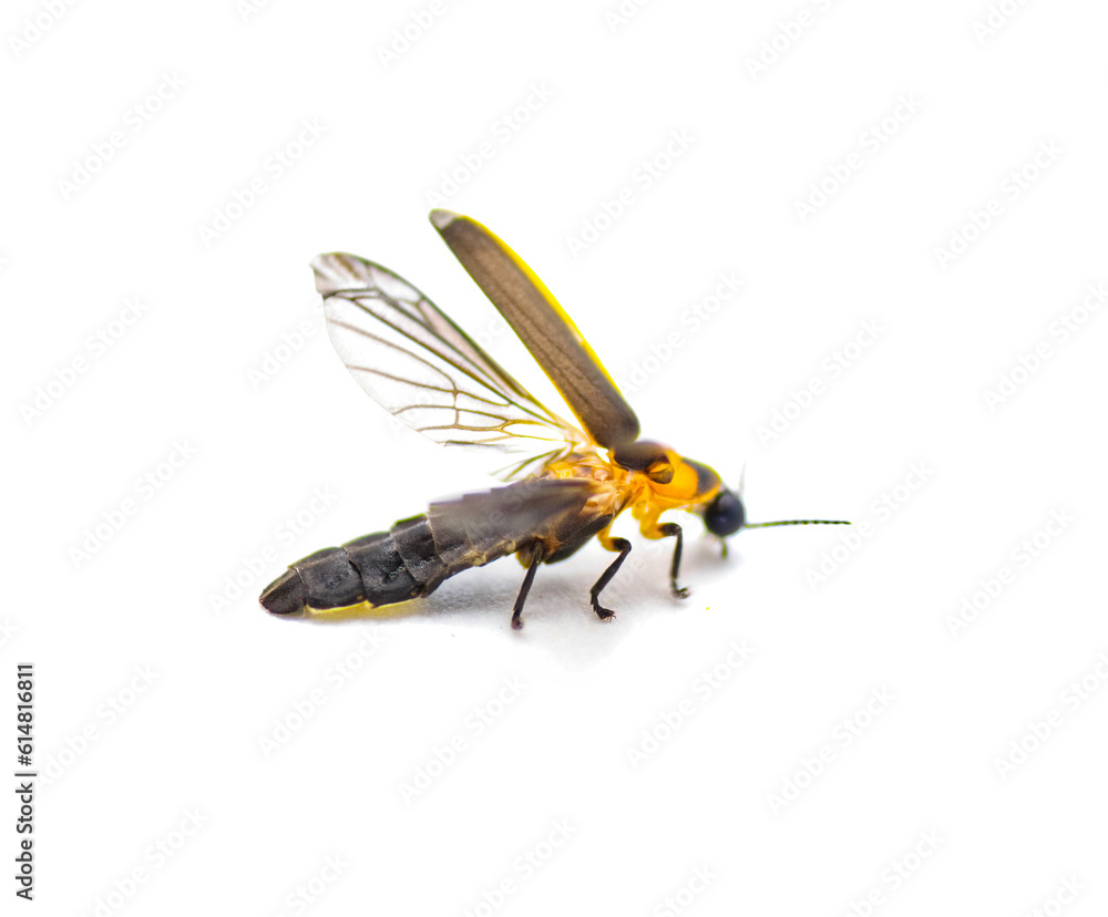 Photinus collustrans - a firefly or fire fly, lightning bug, glowworm ...