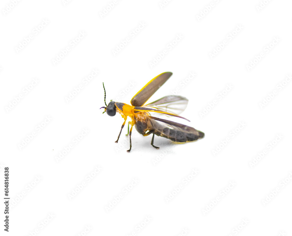 Photinus collustrans - a firefly or fire fly, lightning bug, glowworm ...