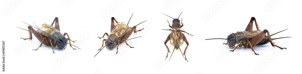 Male common field cricket - Gryllus species - dark robust black and ...