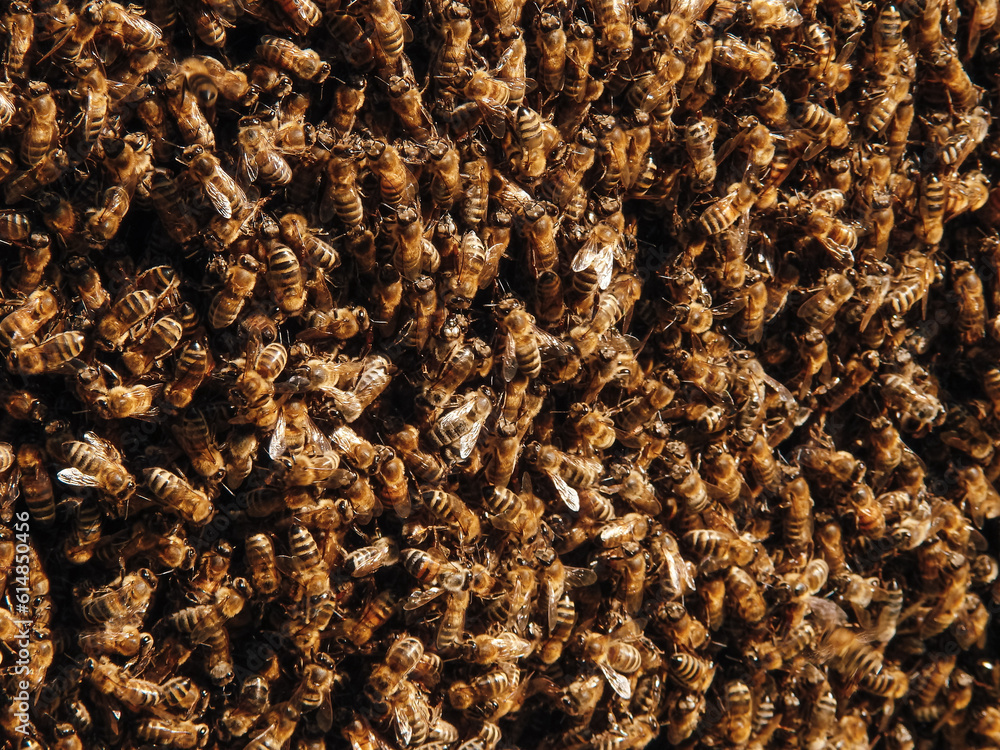 Beekeeping background. Wild honeybee swarm in sunlight. Selective focus ...