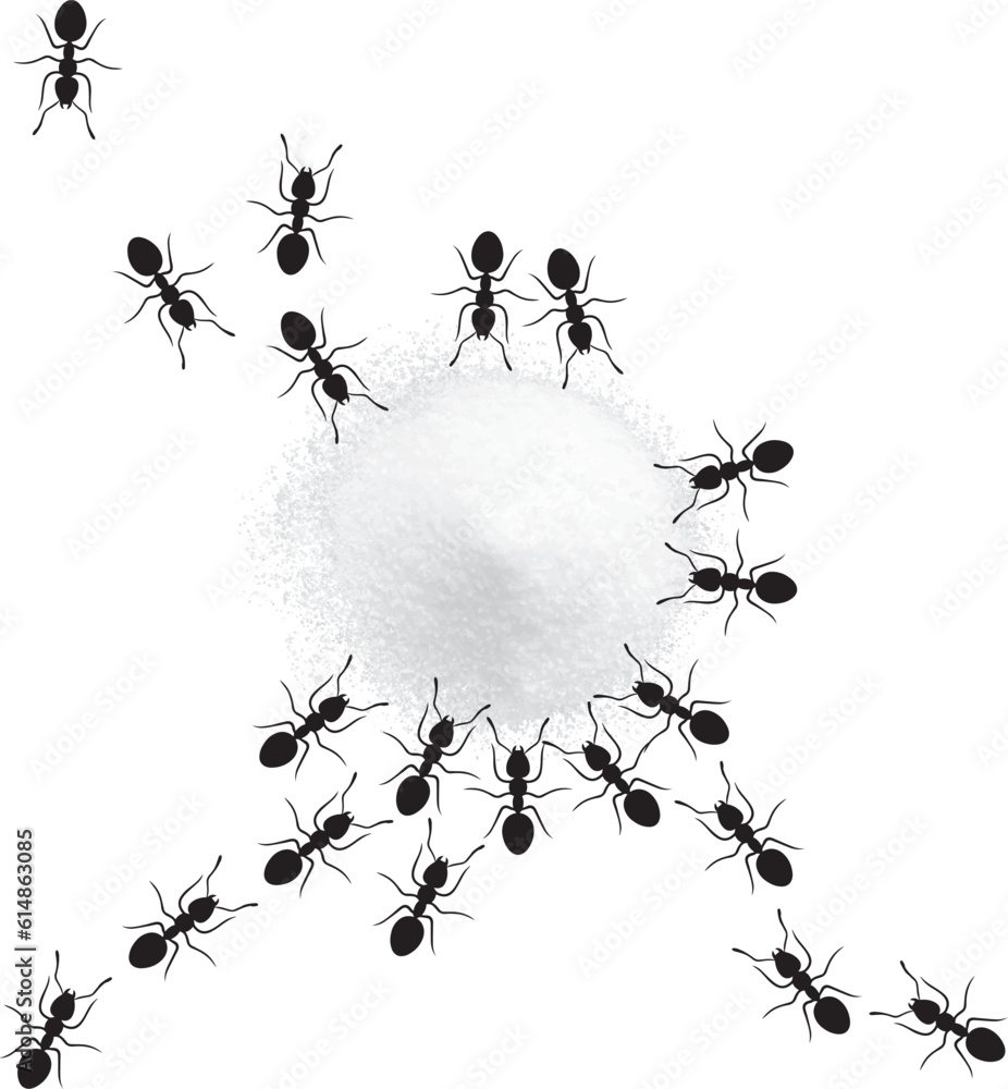Ant bait with Boric Acid, sugar and water. Ant trap. Insecticide ...