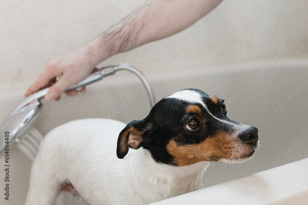 Jack russel terrier getting a bath. Man hand pouring water (Ratonero ...