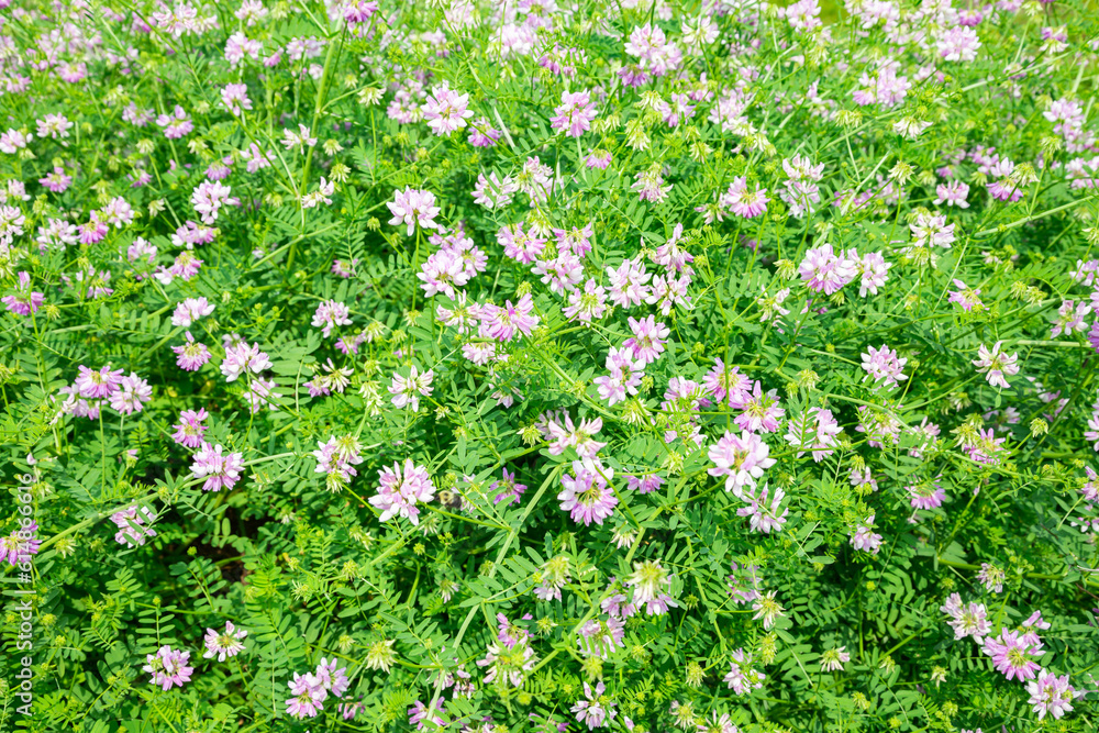 Crown vetch is planted for ground erosion but can be highly invasive in ...
