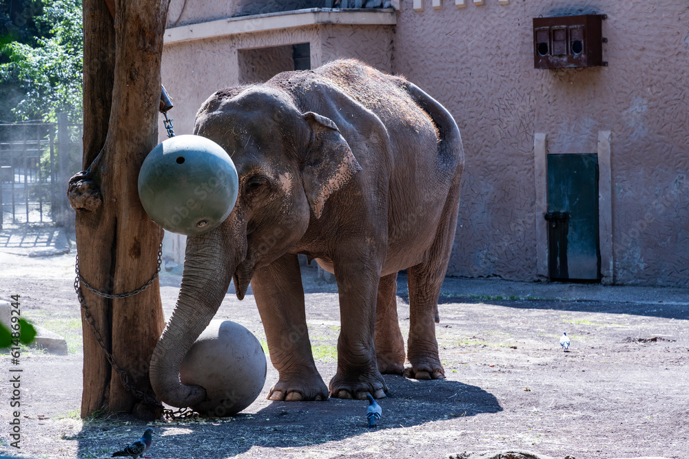 Biopark - Zoo of Rome. Family day together to discover wild animals ...