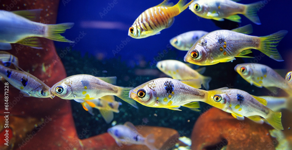 closeup shot of a many mixed-color fish in the aquarium Stock ...