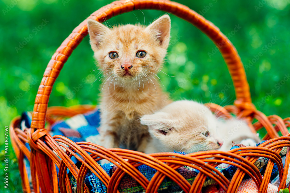 kittens in basket.pet care.cute kittens.no breed cats.animal shelter ...