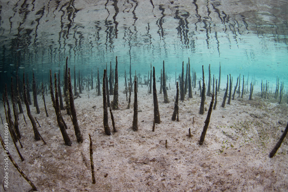 Black mangrove pneumatophores, found in species such as Avicenna ...