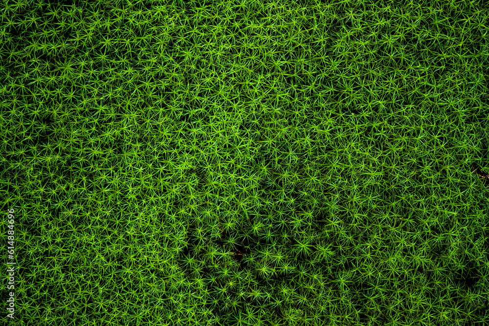 Beautiful background from moss for wallpaper. Beautiful green moss in ...