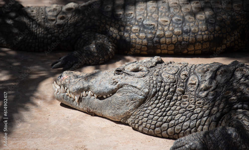 Crocodile in close-up in the water. Crocodile farm. Tourist attractions ...