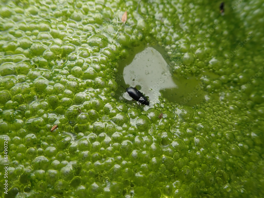 Macro green Algae growth in a still water pond. Algae and cyanobacteria ...